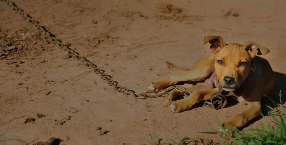 12 meilleurs documentaires sur les chiens et les animaux sur Netflix (2019) 2567_2