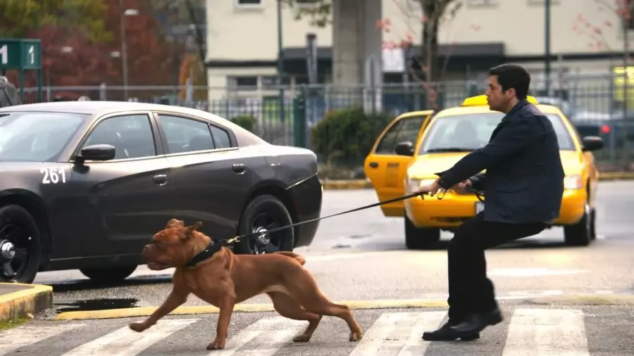 ターナーとフーチの犬は本物ですか、それともCGIですか？ディズニーショーでは何匹の犬が使用されましたか？ 38718_2